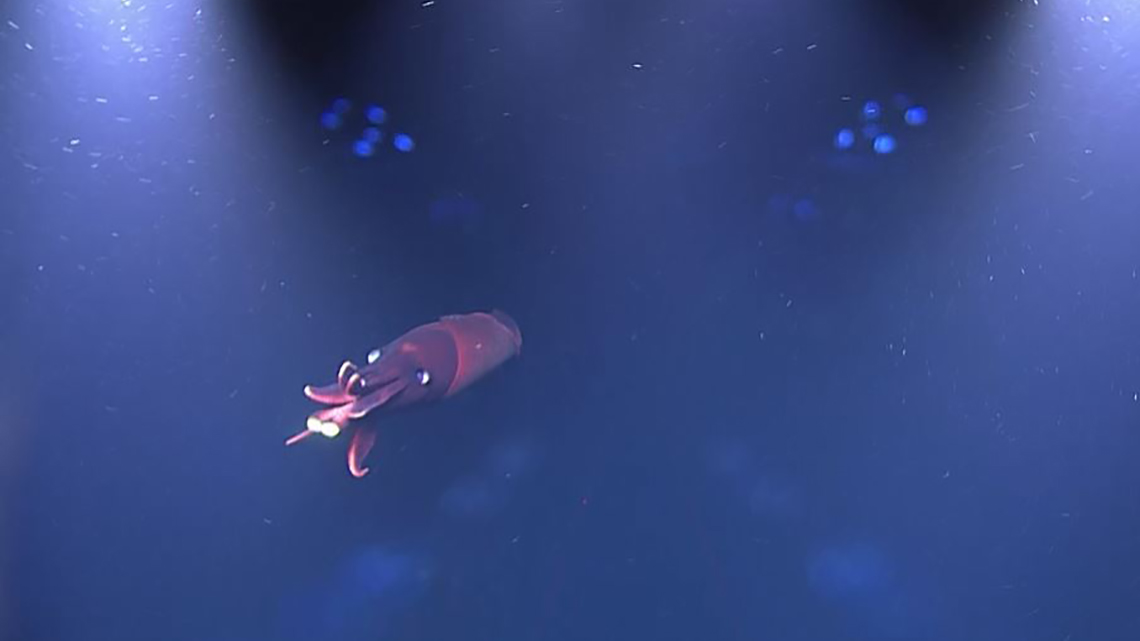Dana Octopus Squid: May 8, 2017 - NOAA Ocean Exploration