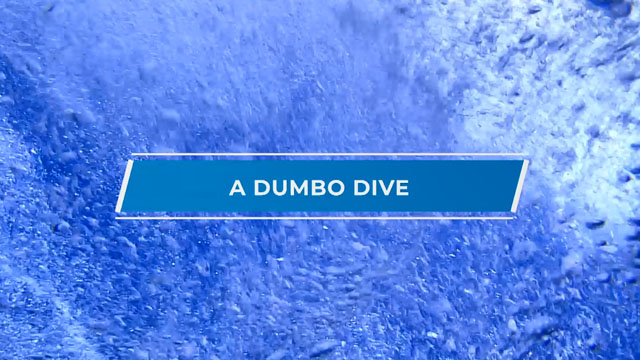 A Dumbo Dive - NOAA Ocean Exploration