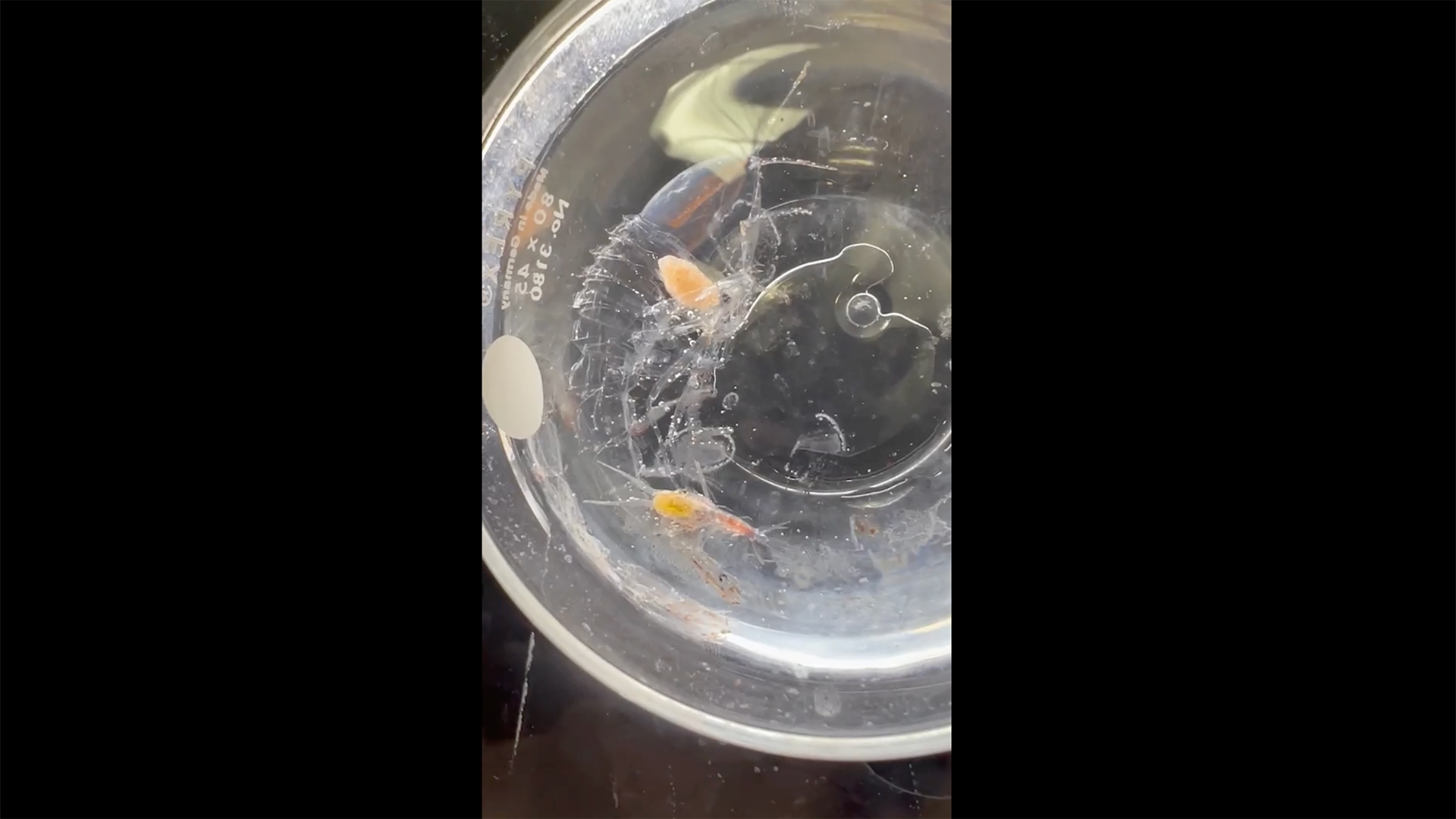 Pram Bug Video - NOAA Ocean Exploration